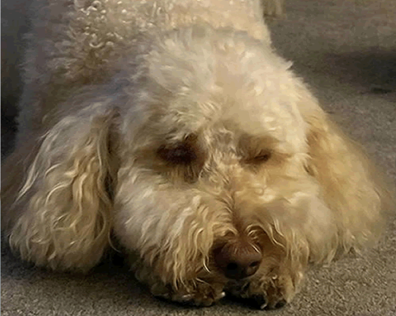 Our team of property management software experts | CPL Software